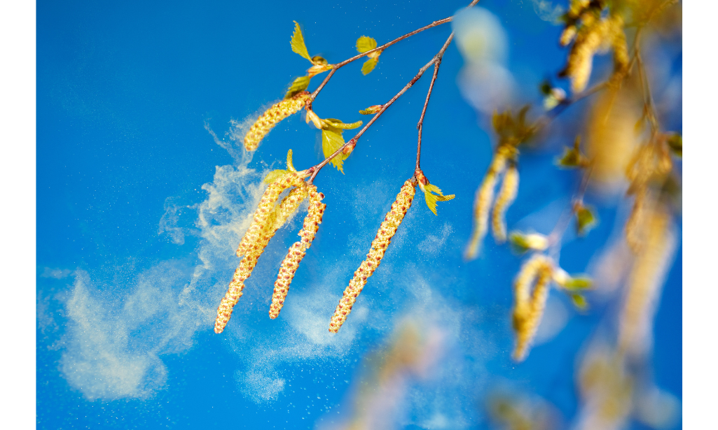 The Science Behind Spring Allergies | Bridgeway Academy